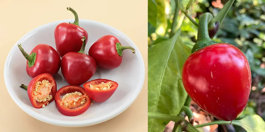 Chiltepin Paprika - Ljuti sos Zlotenica