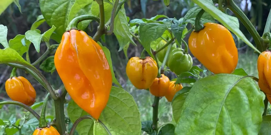 Habanero Mustard Paprika - Ljuti sos Zlotenica
