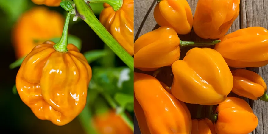 Habanero Mustard Paprika - Ljuti sos Zlotenica
