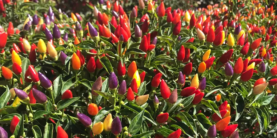 Thai Ornamental Paprika - Ljuti sos Zlotenica