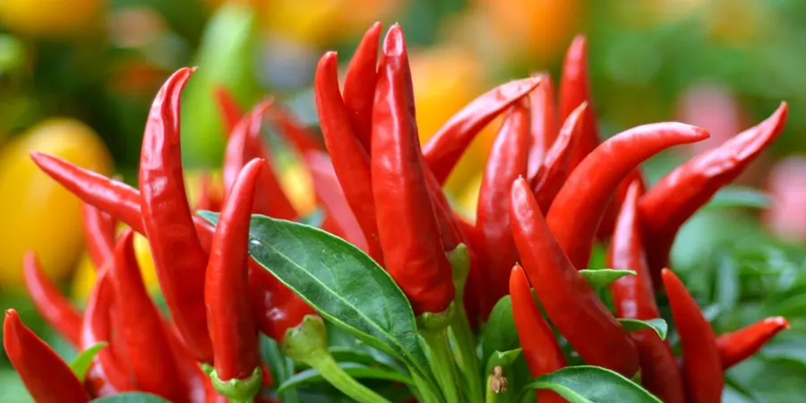 Thai Pepper Paprika - Ljuti sos Zlotenica