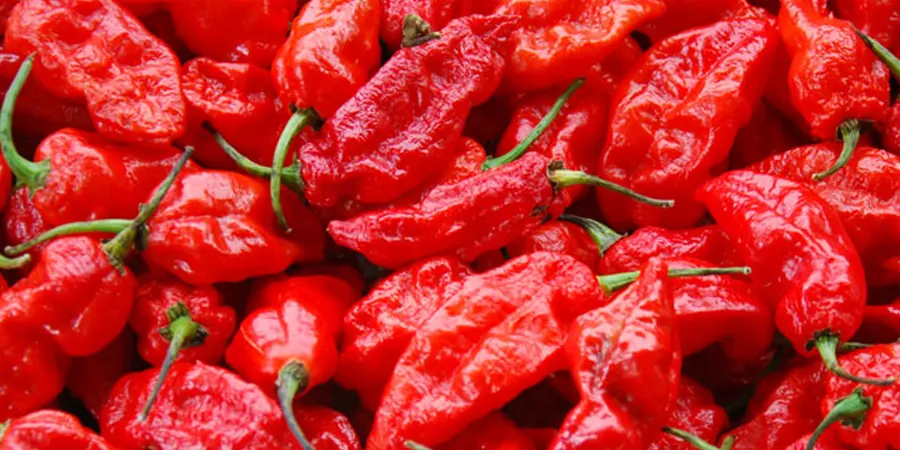 Naga Morich Paprika - Ljuti sos Zlotenica